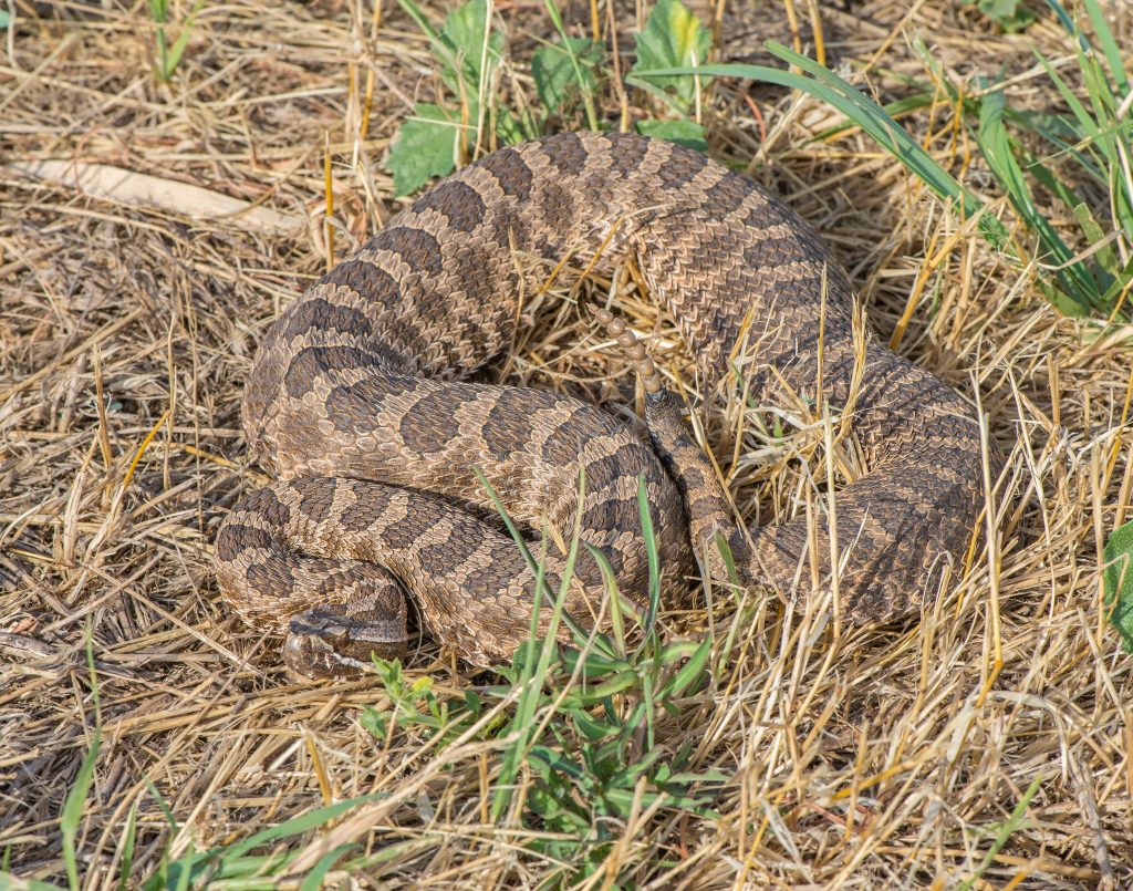Curious Nature: How to identify the snakes of Eagle County | VailDaily.com